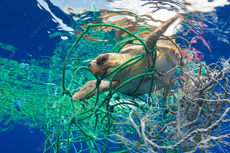 David Attenborough on Wildlife Filming Ethics - One Green Bottle ...